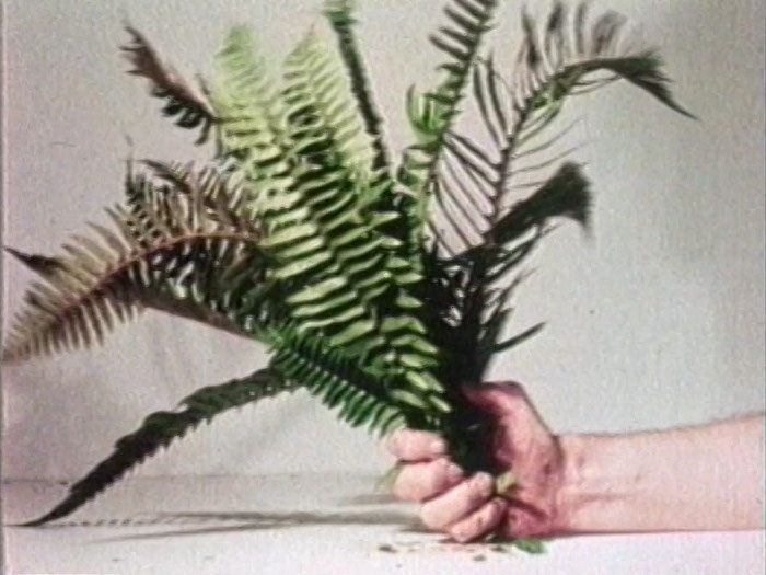 Compression - Fern (Hand) (1970) | MACrépertoire
